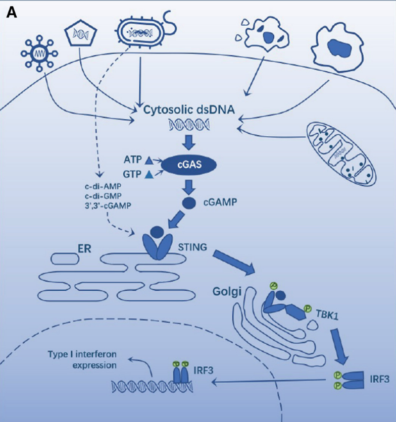 The STNG Pathway and drug development - Unibest Industrial Co., Ltd.