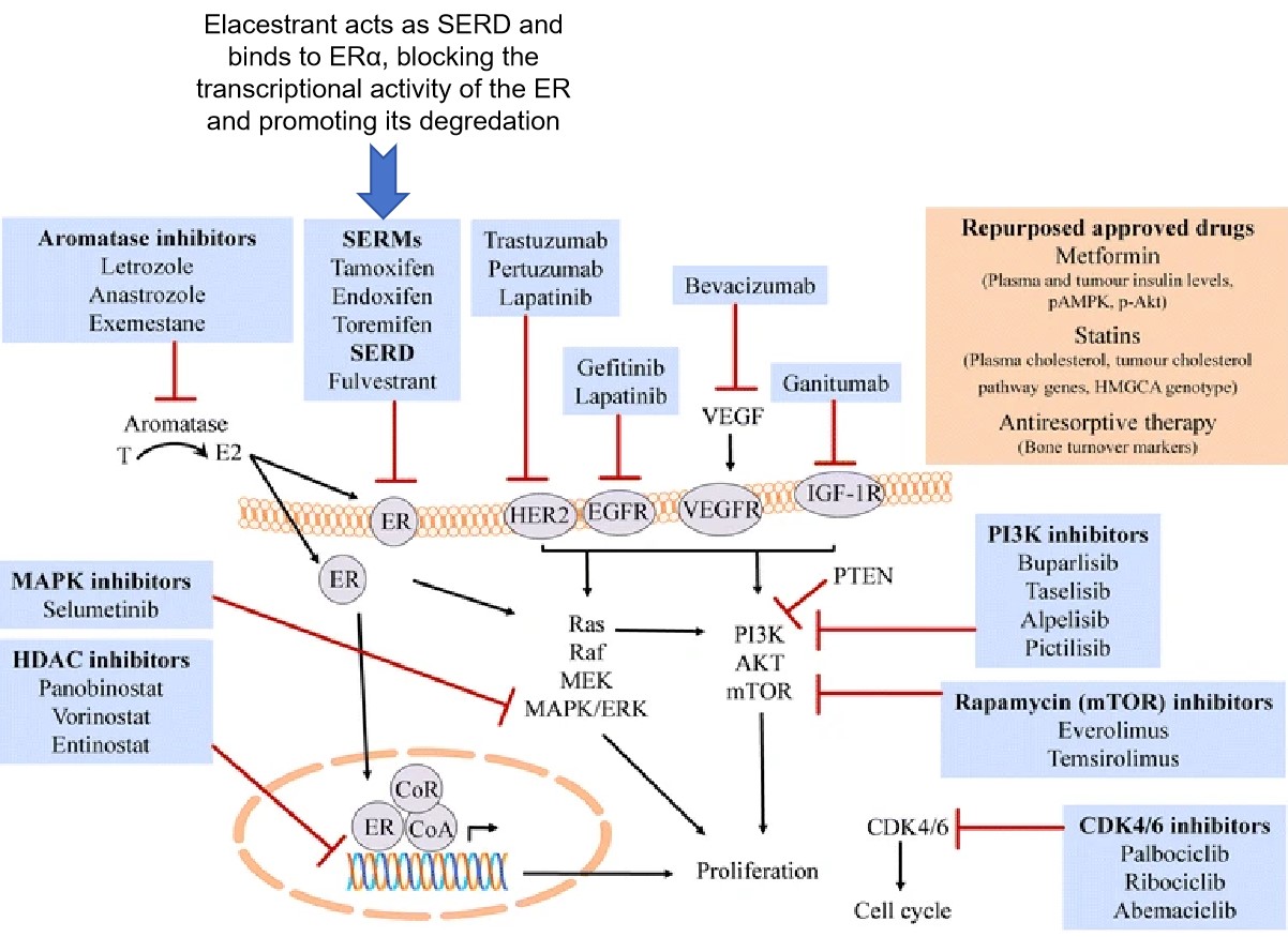 Oral SERD Therapy: Elacestrant's Impact on Metastatic Breast Cancer ...