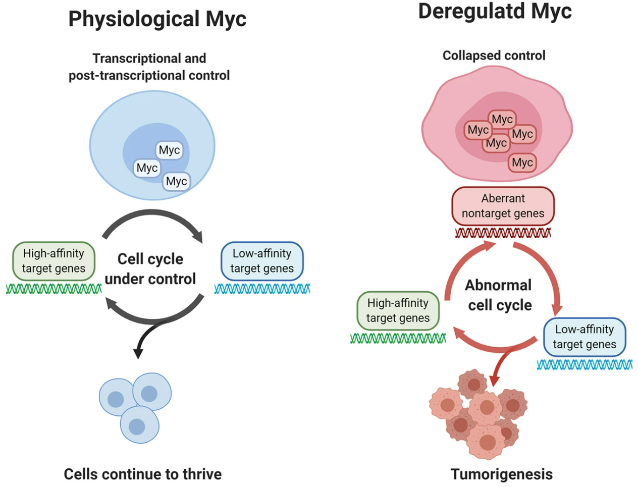 Targeting c-Myc and a Molecular Glue: UB025 - Unibest Industrial Co., Ltd.